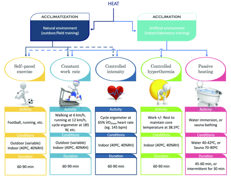 Running in the Heat - Thermoregulation, Heat Stress & Heat Acclimation ...